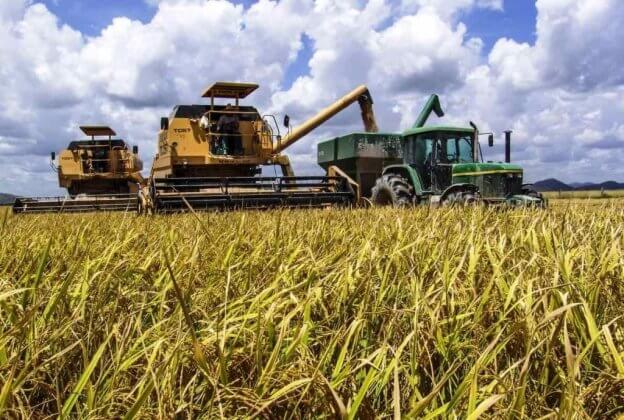 Moçambique projecta autossuficiência na produção de arroz em quatro ...